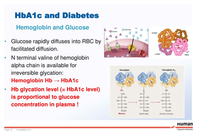 HbA1c (Glycosylated Hemoglobin) Test Purpose, Procedure| LTI