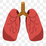 Sputum for AFB (Acid-Fast Bacillus)
