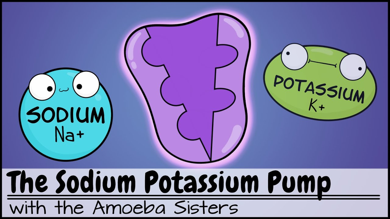 Sodium and Potassium
