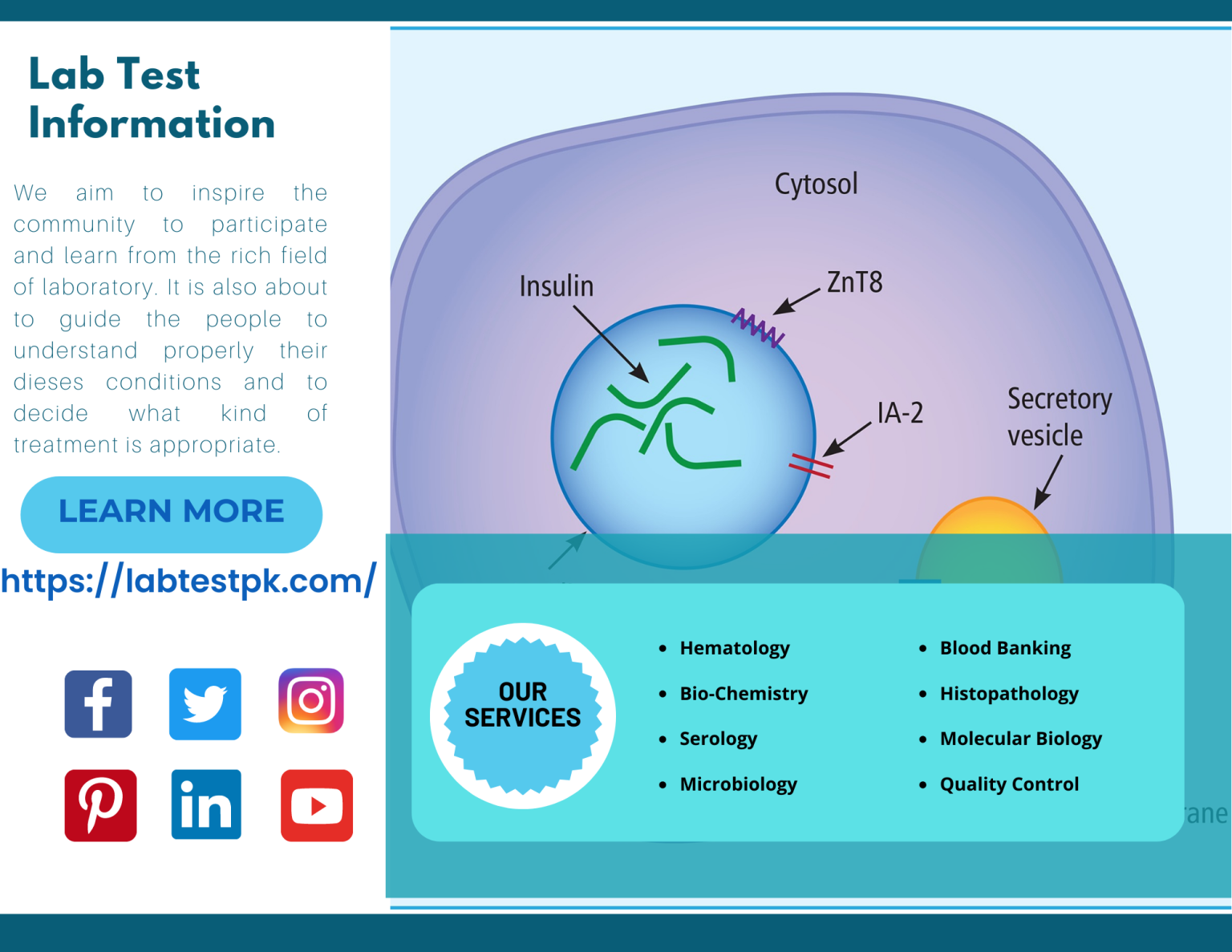Anti insulin Antibody Test