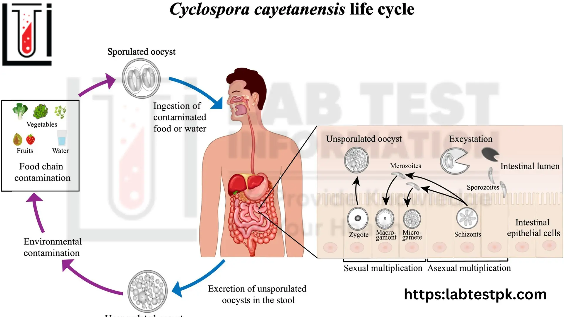 Cyclospora Intestine